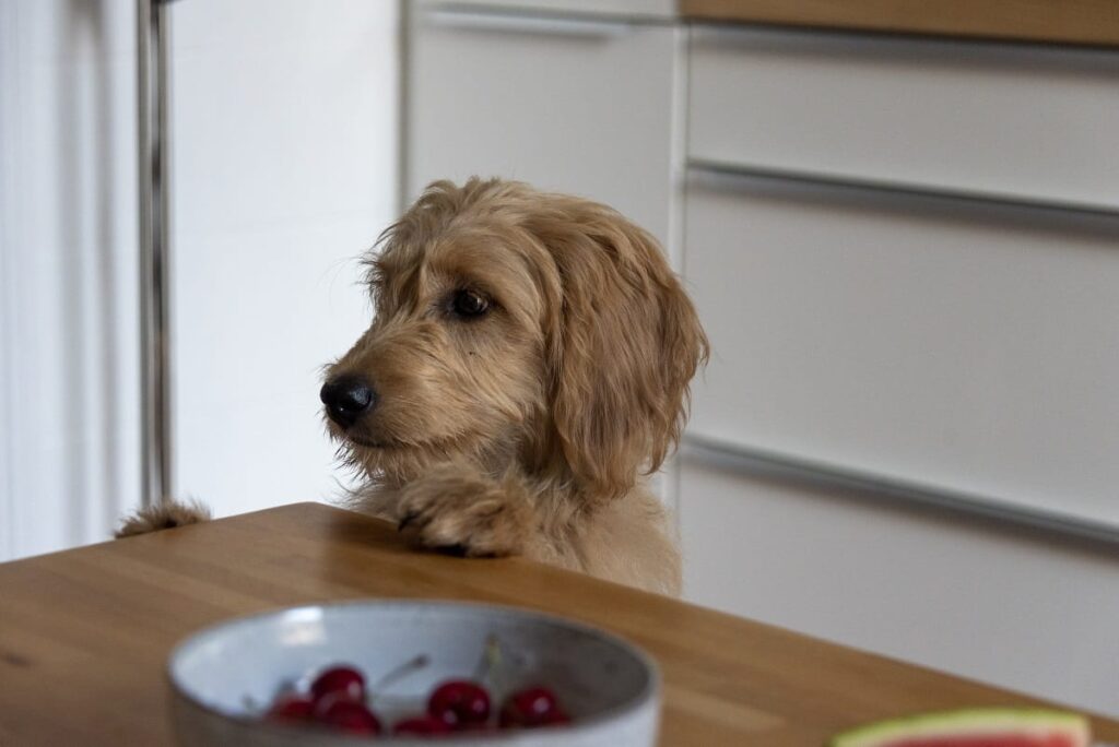Best Puppy Food For Doodles at Genevieve Tarrant blog