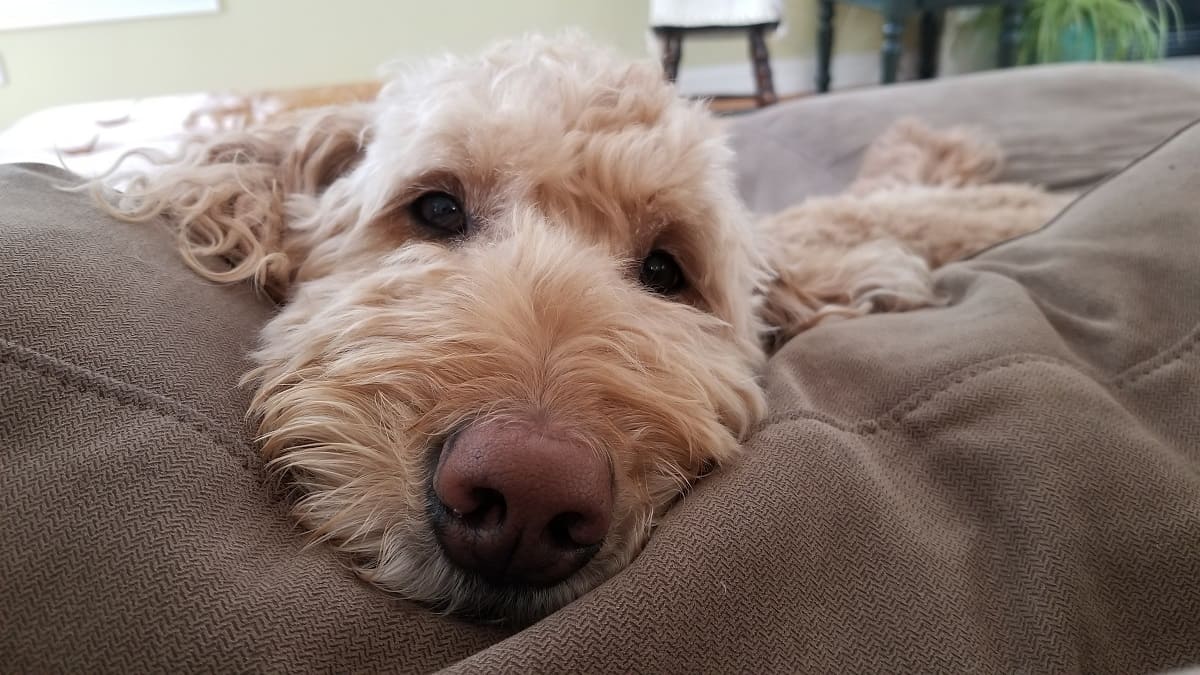 How to Trim a Goldendoodle's Face - Doodle Furbabies