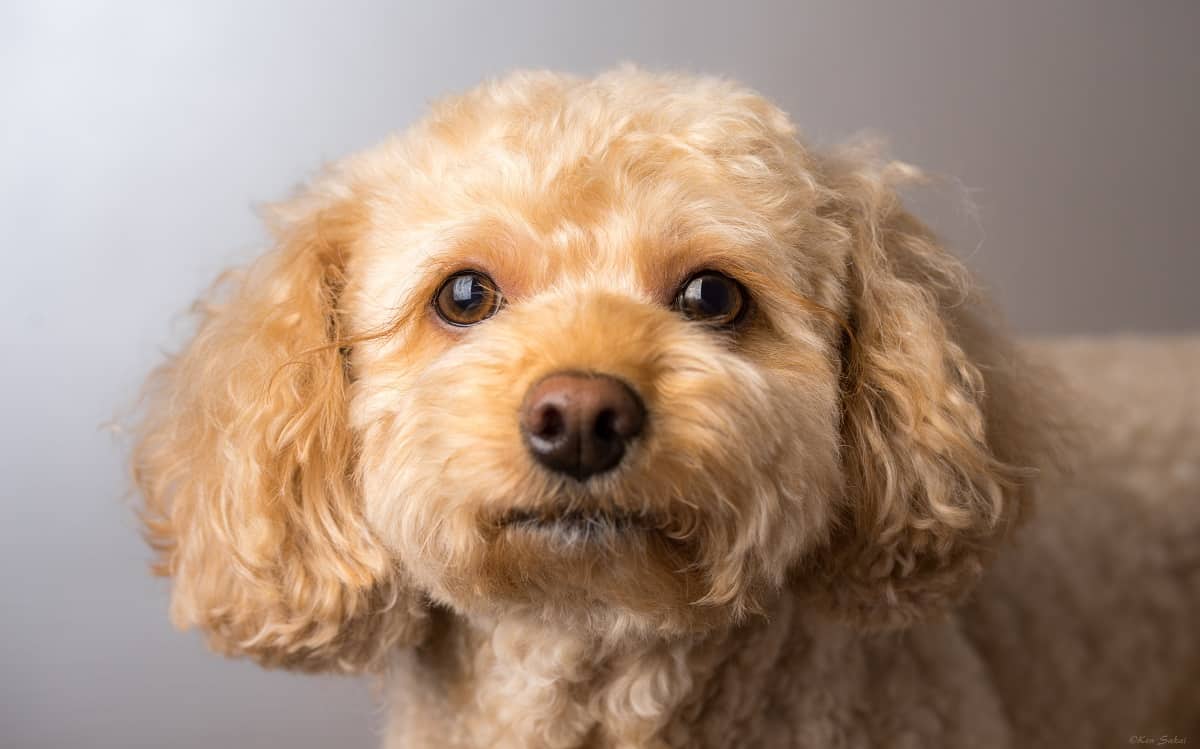 Cavapoo vs Maltipoo: What is the Difference? - Doodle Furbabies