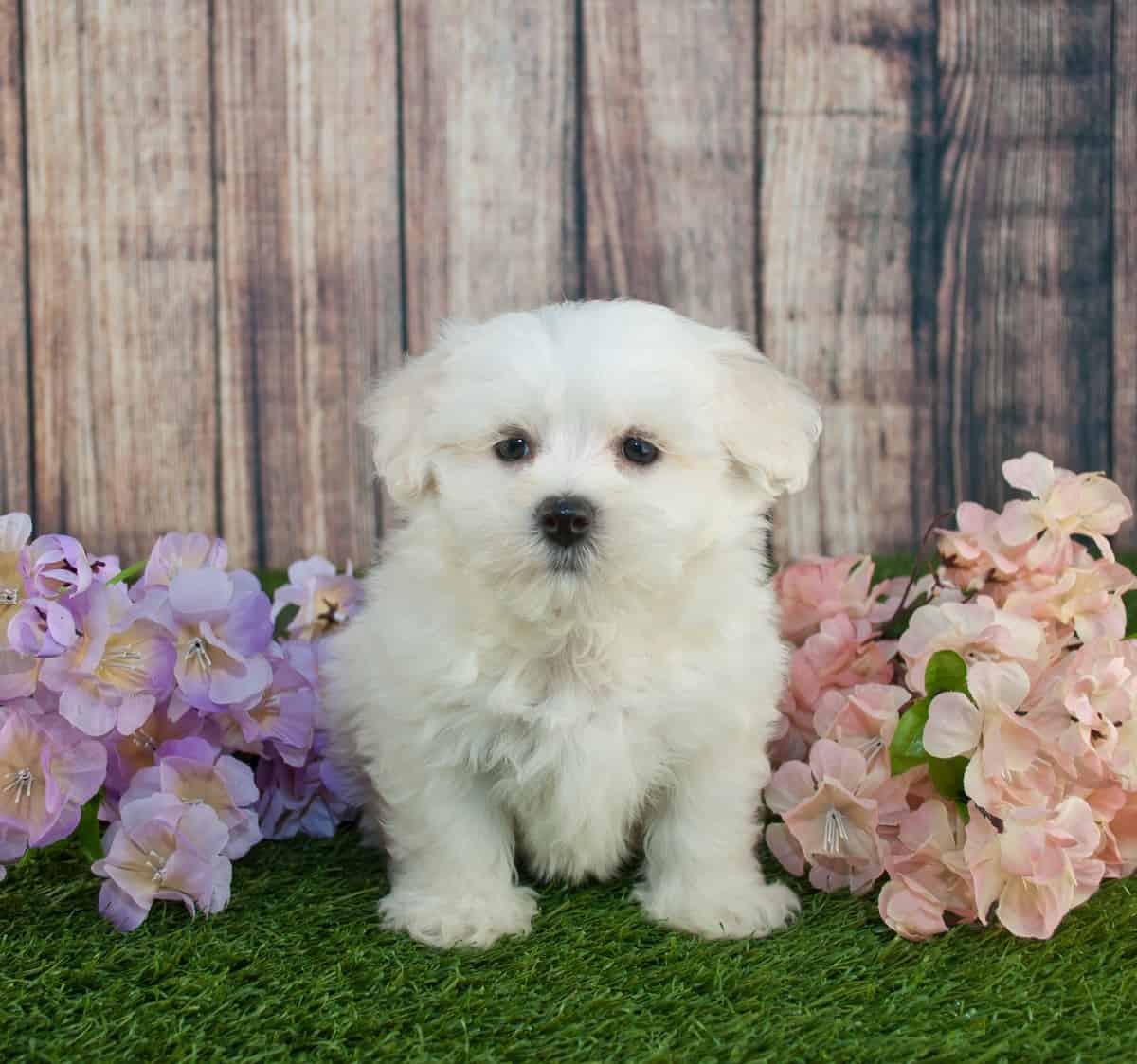 Cavapoo vs Maltipoo: What is the Difference? - Doodle Furbabies